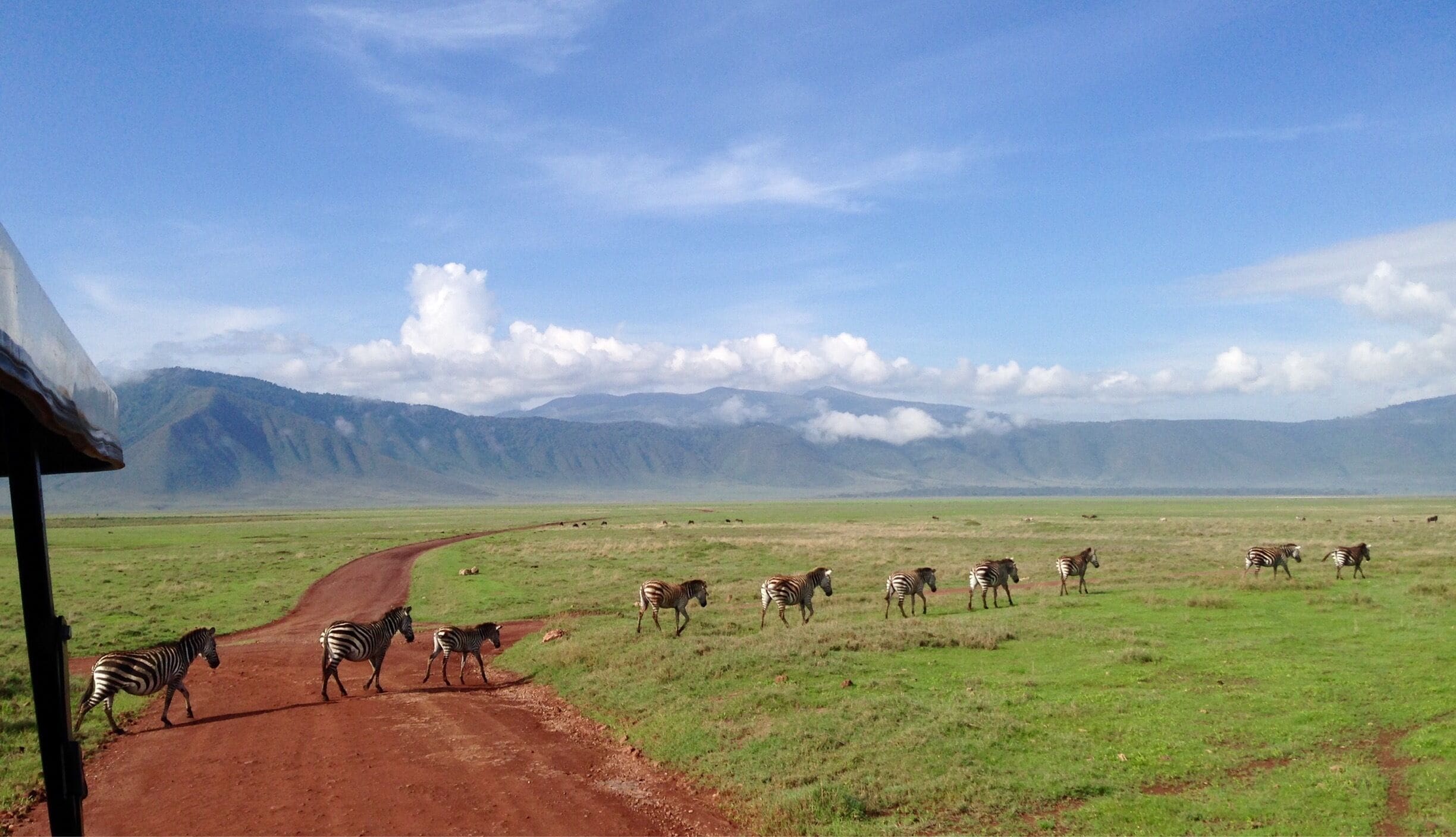 Zebras atravessam uma estrada de terra em um campo gramado, com montanhas ao fundo.