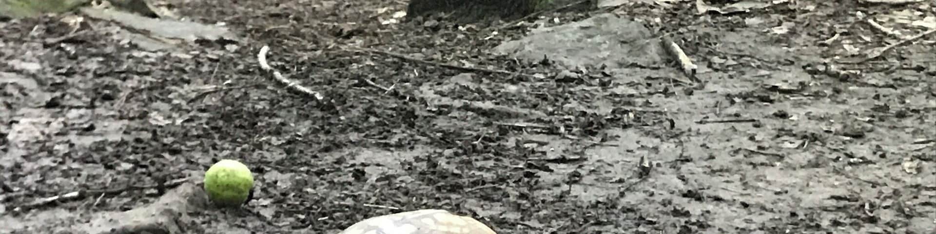 Just a little turtle at Cedars of Lebanon