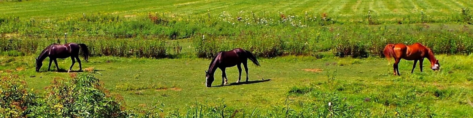 Um campo verde com três cavalos pastando, cercado por árvores e casas ao fundo.