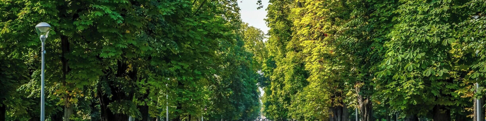 Rua arborizada com bancos e uma ponte para pedestres.