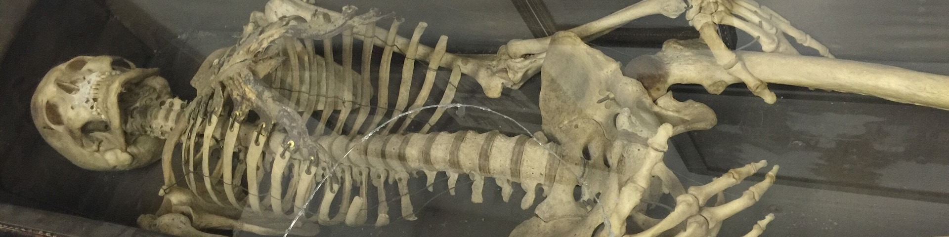 This is George, he was a member of the Odd Fellow fraternal society in the late 1800's and donated his skeleton to be used for rituals which is now on display at the winery. I've heard he prefers Merlot.