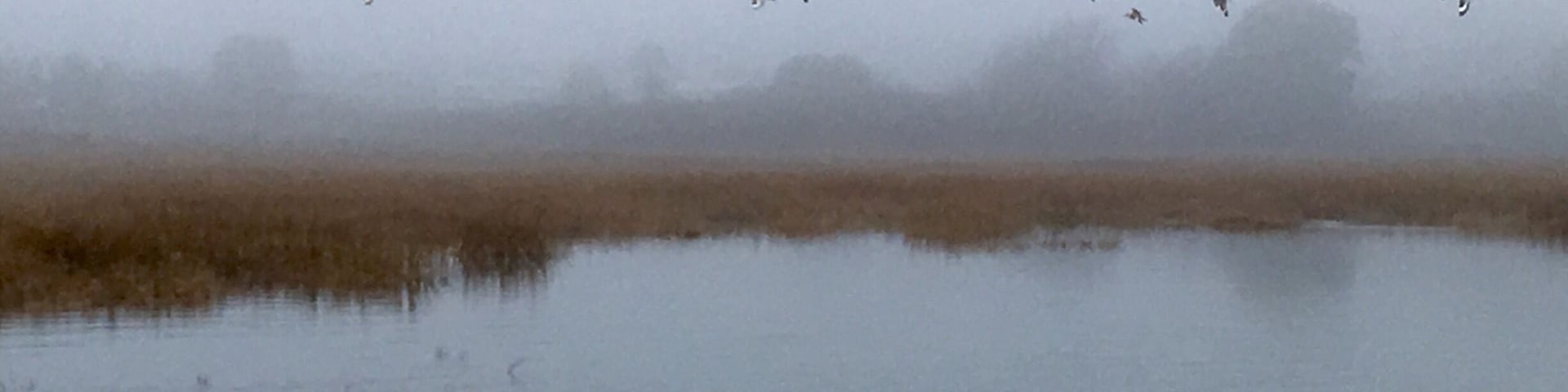 Heavy fog makes for great #Reflections !
This is a great spot for bird and people watching. It’s a little protected strip right next to highway 101, but it’s surprisingly serene.
#Fog
#SaltMarsh
#BirdWatching #California