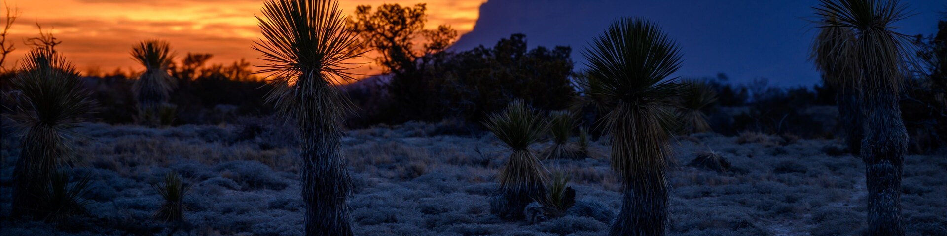 Paisagem desértica com plantas de iucas e uma montanha ao fundo durante o pôr do sol.