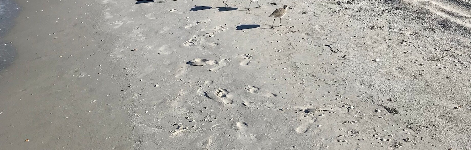 A beautiful beach walk this morning.