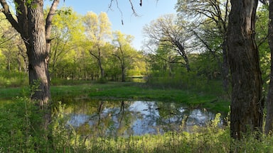Um lago tranquilo rodeado por árvores e vegetação exuberante.