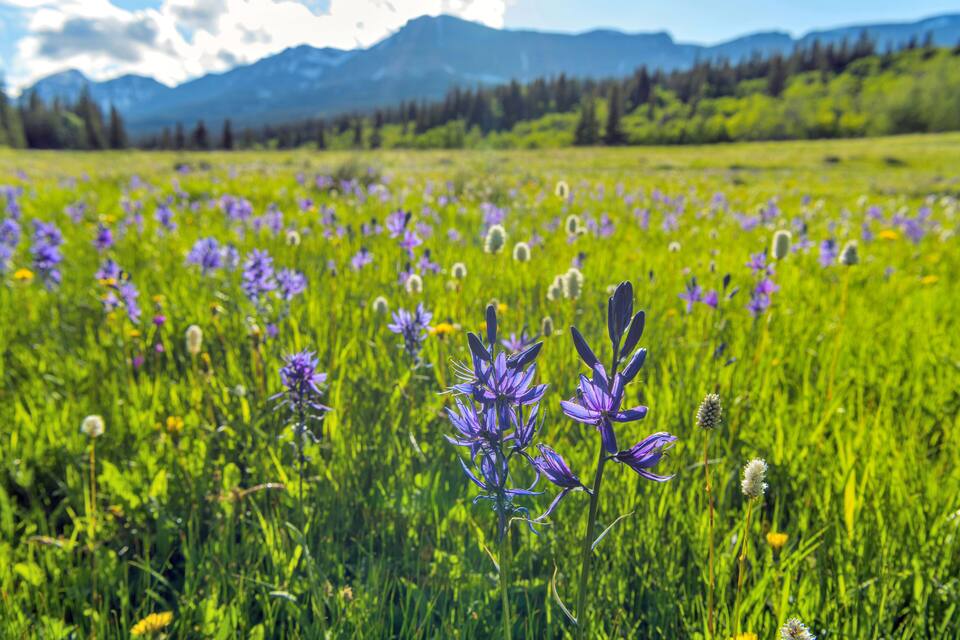 Um campo de flores roxas com montanhas ao fundo.