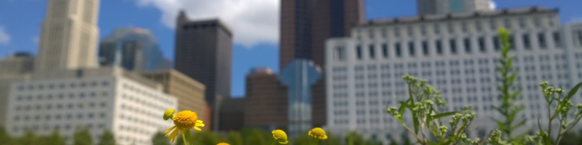Wildflowers in Genoa Park along the bank of the Scioto River with the Columbus skyline as a backdrop.