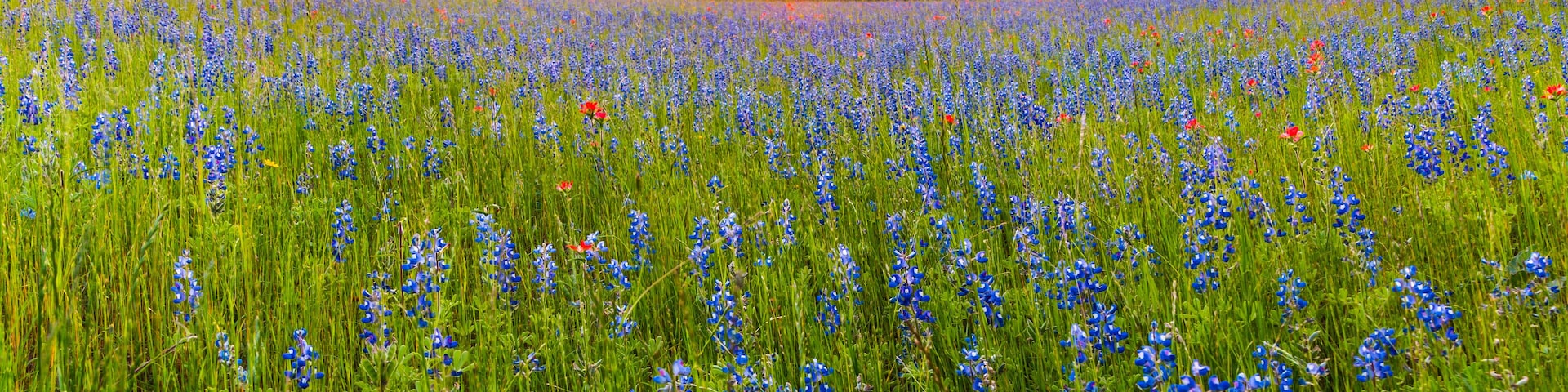 Um campo de flores azuis com árvores ao fundo.