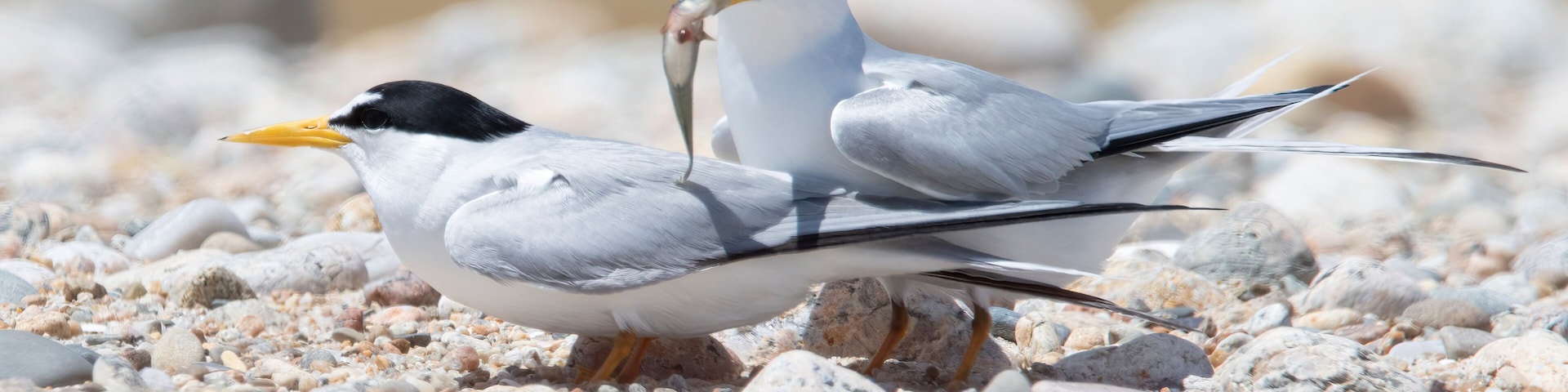 Duas aves em uma praia pedregosa, com pequenas rochas e conchas.