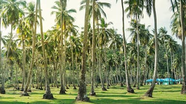 Paisagem tropical com muitas palmeiras e um pequeno edifício com telhado azul.