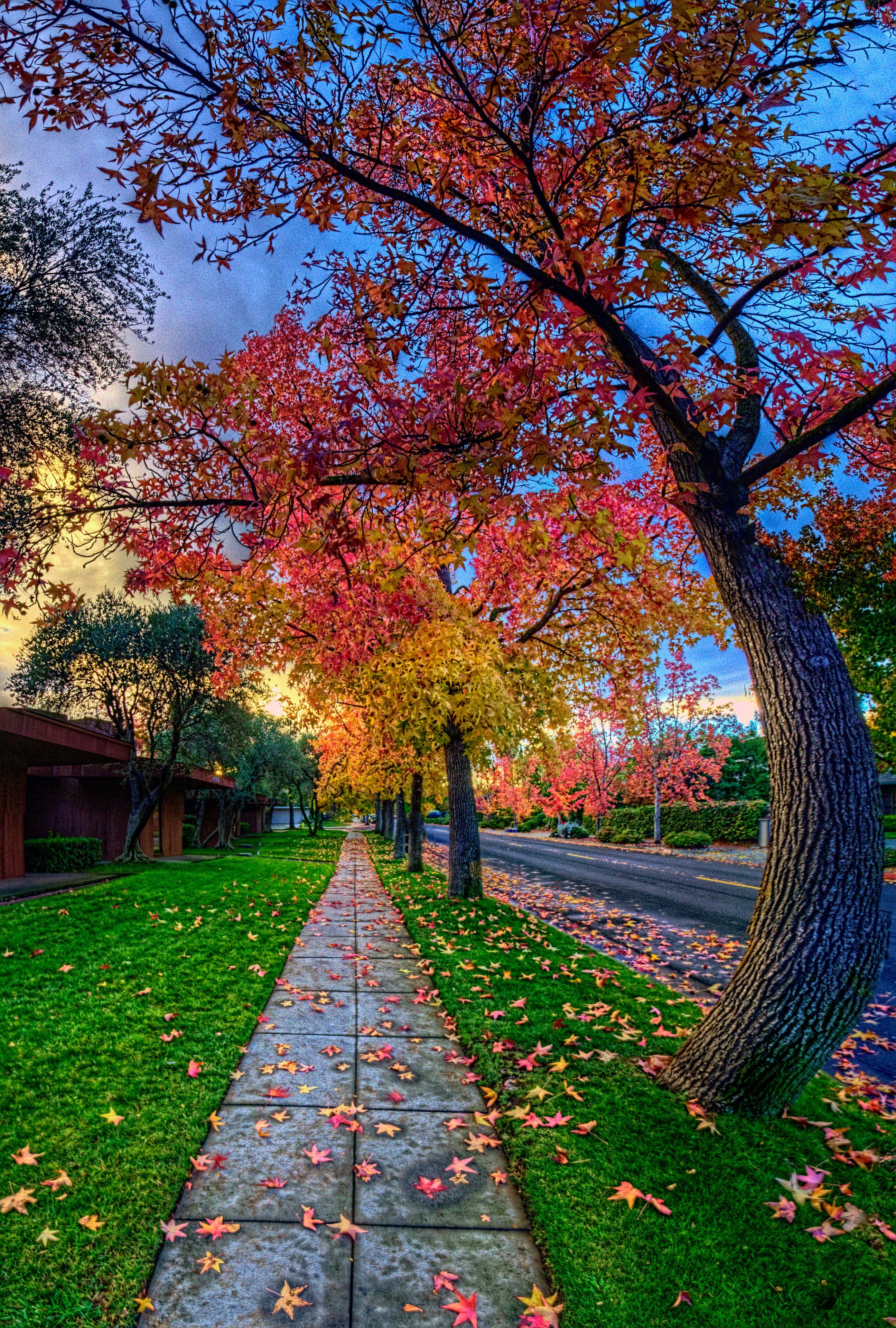 Uma calçada arborizada com folhas de outono.