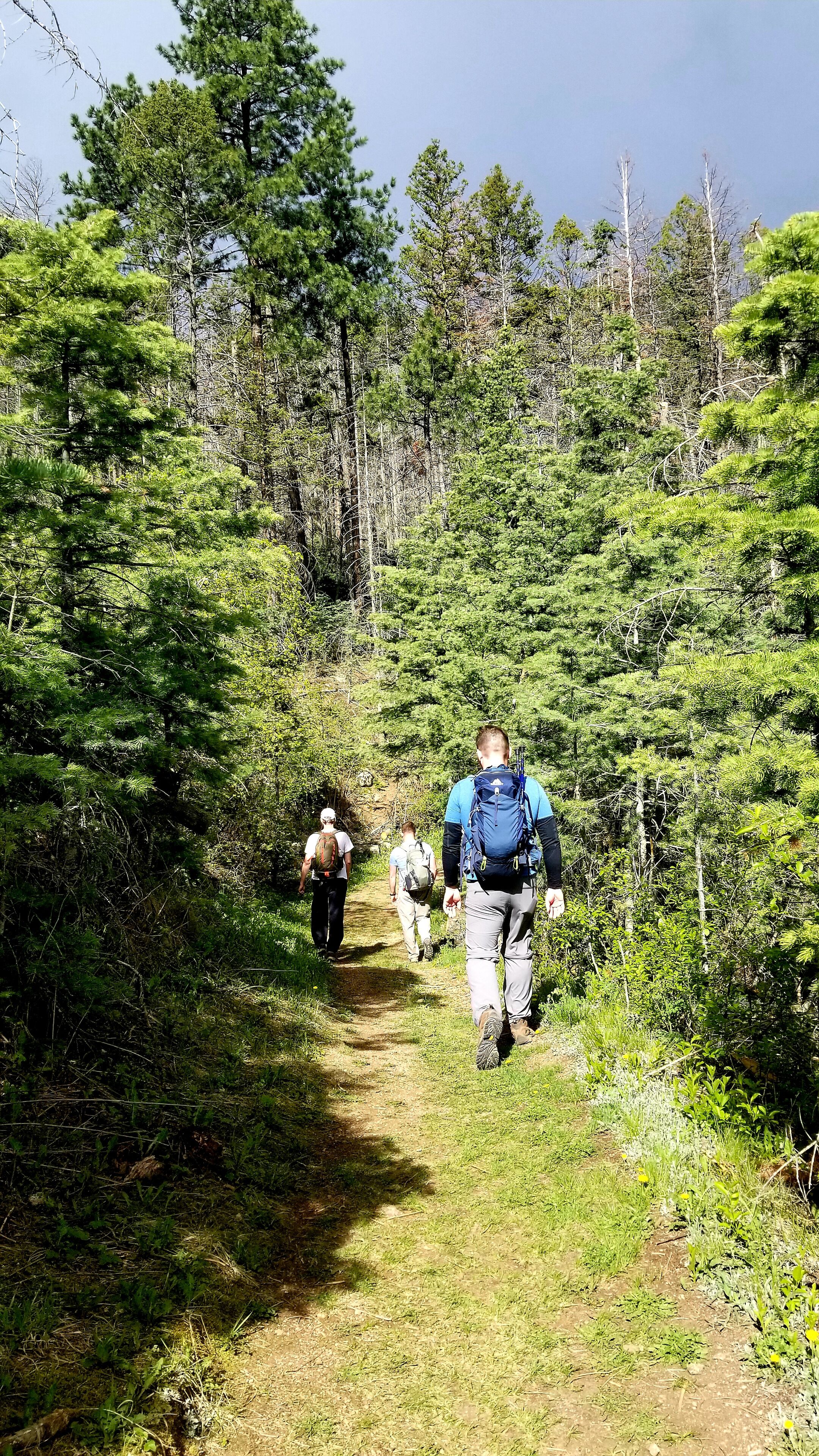 Taking Talon Trail up to the somewhat new Dixon Trail in Cheyenne Mountain State Park.