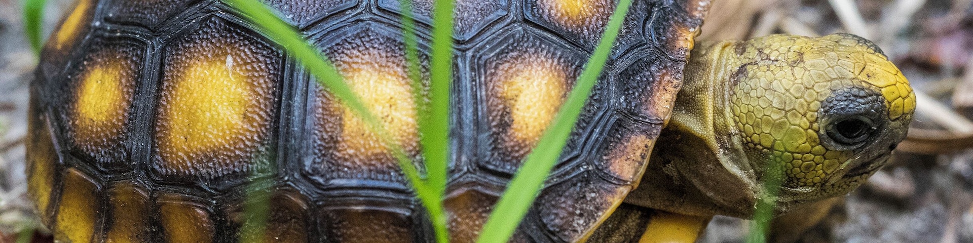 We LOVE Turkey Creek Sanctuary!
If you visit the area, you must visit the park. Walk quietly and you'll see all the wildlife the park has to offer.
See our photo essay here: http://bit.ly/1F5UON4
#wildlife #nature #park #tortoise #florida