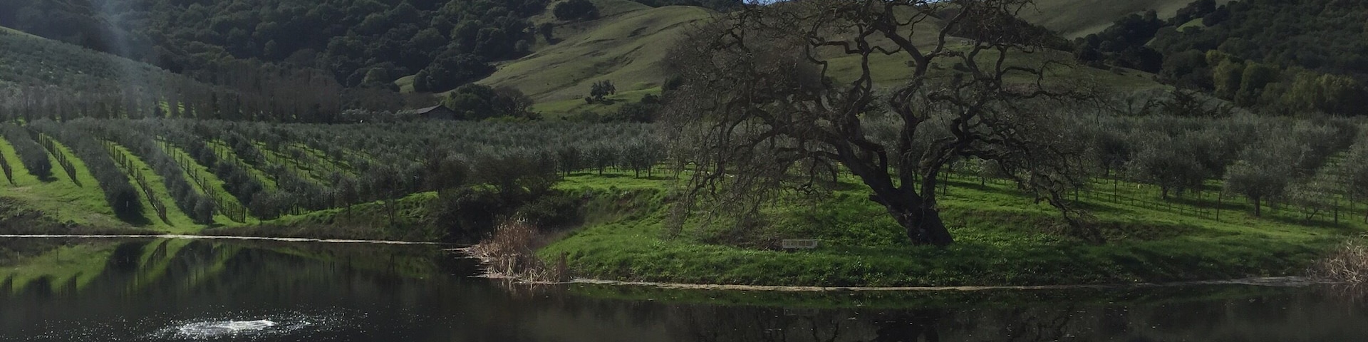 McEvoy Ranch is a must when touring this area. The Olive oil and wines are top quality and the location is peacefully nestled in the hills of West Petaluma.   #LifeAtExpedia
