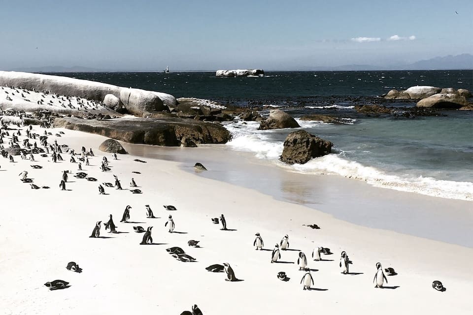 Uma praia com pinguins e afloramentos rochosos na água.