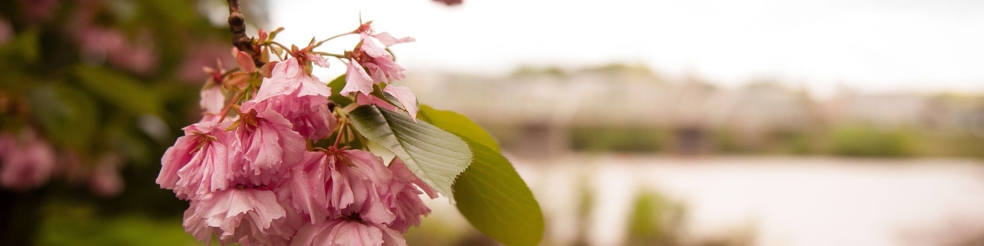 Cherry blossoms along the Susquehanna river