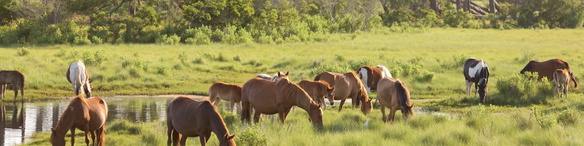 Um grupo de cavalos pastando em um campo verdejante, com uma fonte de água em primeiro plano e uma floresta de árvores altas ao fundo.