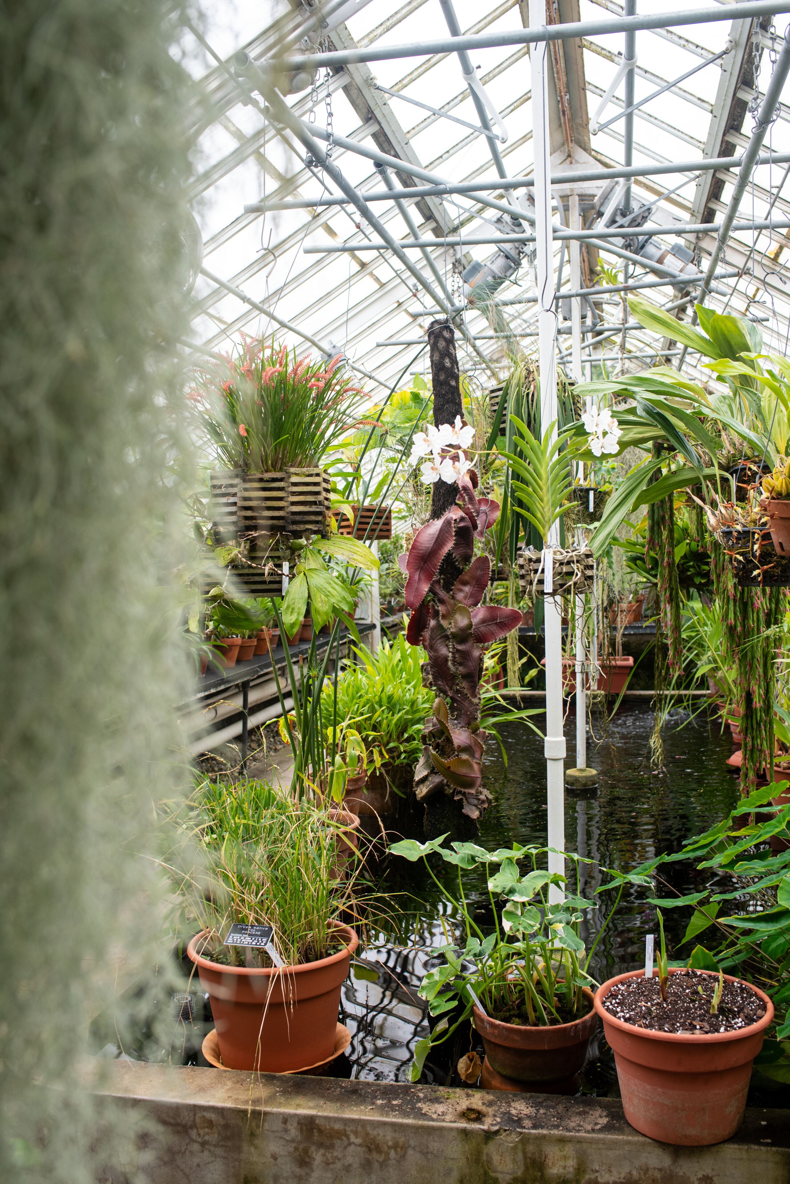 Uma estufa com diversas plantas em vasos e um elemento aquático.