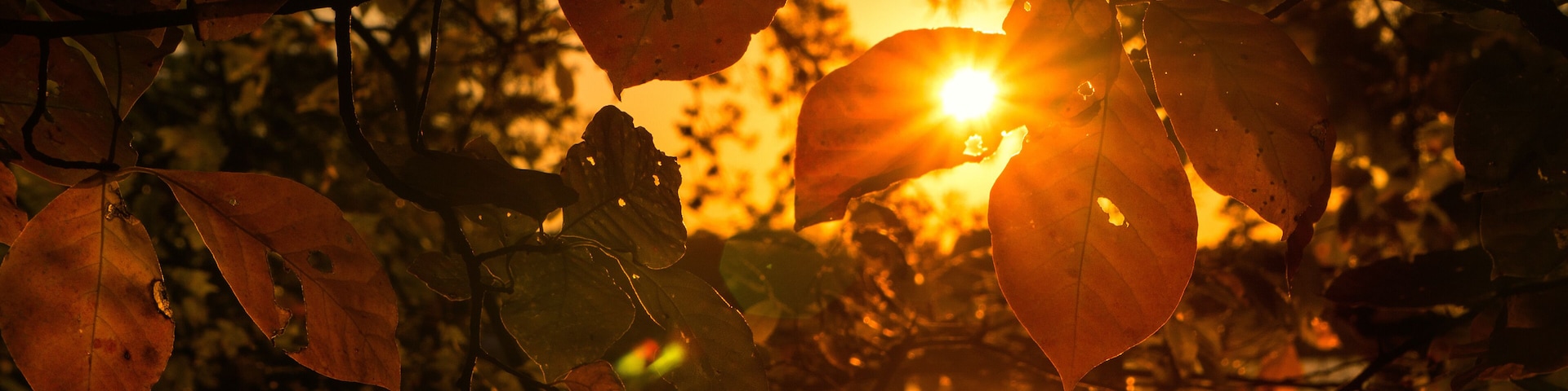 Pôr do sol atrás de folhas de outono.