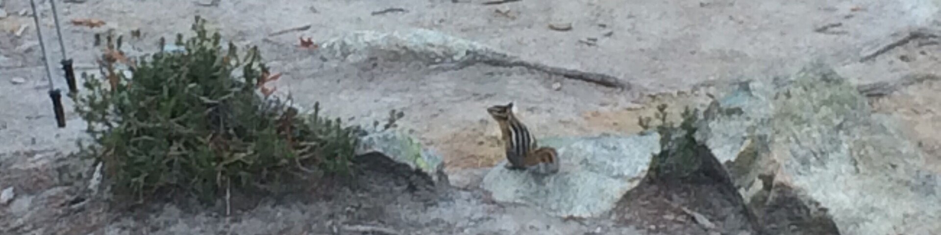 A chipmunk with apparently no reservations about begging for a handout.