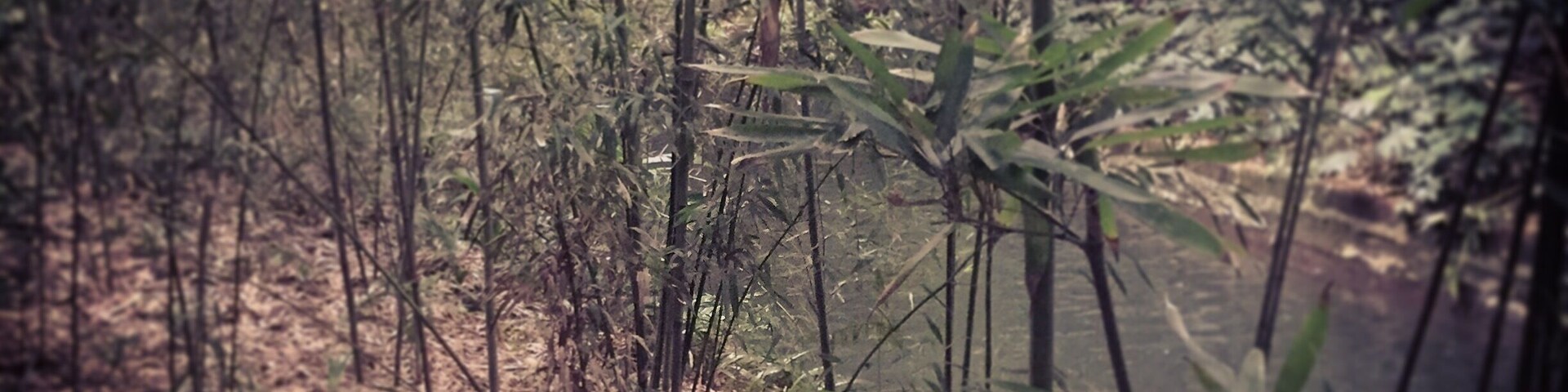 this park is buikt for comeomry a beautiful female poetist from tang danastey.