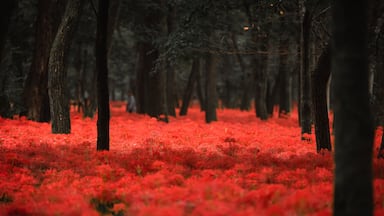 Uma floresta com folhagem avermelhada.