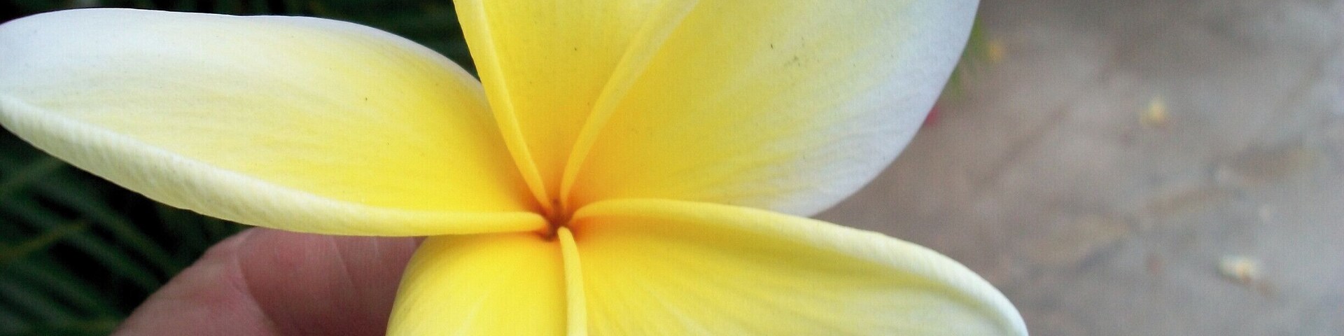 I loved the symmetrical nature of this flower. I picked this up, and In the midst of all the destruction from the earthquake beauty can be found.
