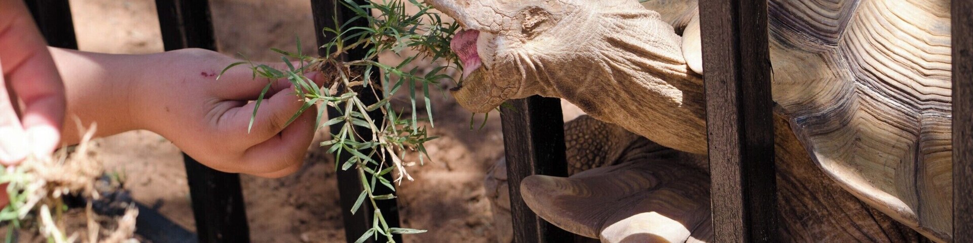 Whoever said don't feed the animals never met this guy. Weeds, grass, or even fingers (Almost!!!), anything that fit in his mouth he would chomp down on. 
Hillcrest park had its 3rd annual family fun day, always the closest Saturday to the start of summer, and all admission was free! The park, zoo, and splash pad (great for the 100 degree weather we got), were all open to the public. Free tacos too. Bet this tortoise would've chomped down on those too.
