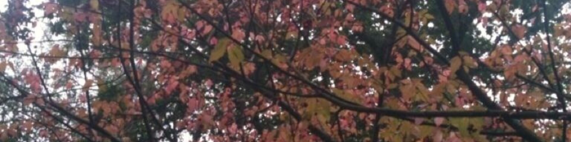 You would think this was spring blossom, but it's actually autumn leaves