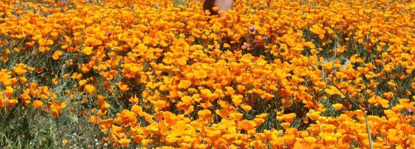Experiencing Southern California's SuperBloom phenomenon!! SoCal's wet and strong winter has created breathtaking scenes in its surrounding hills and mountains.
Chasing California's Gold , The California Poppies, The State flower😊🌼
#SpringFun