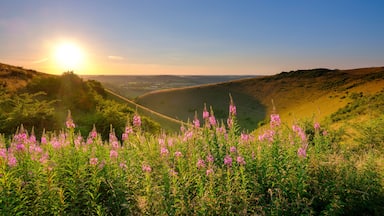 Um vale com colinas onduladas, uma estrada sinuosa e flores silvestres cor-de-rosa.