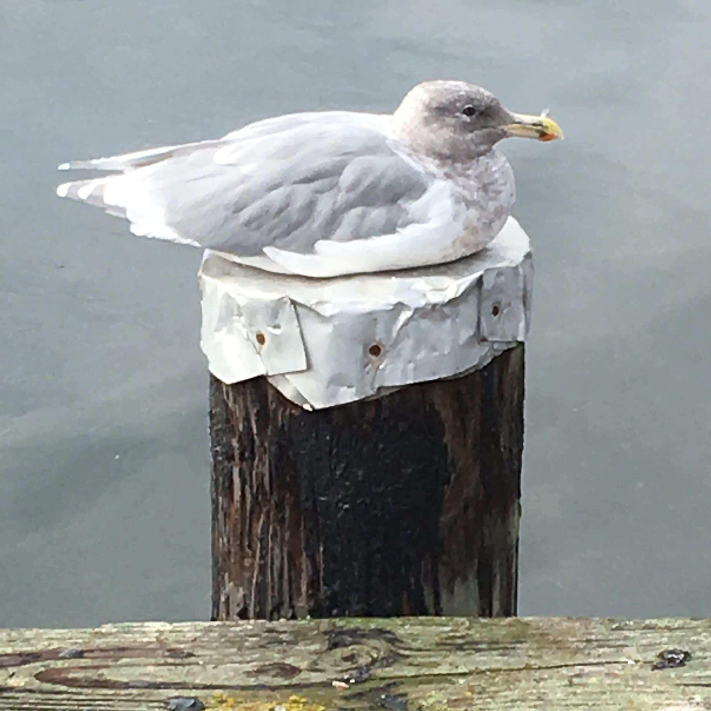 #beachlove #seagulllove