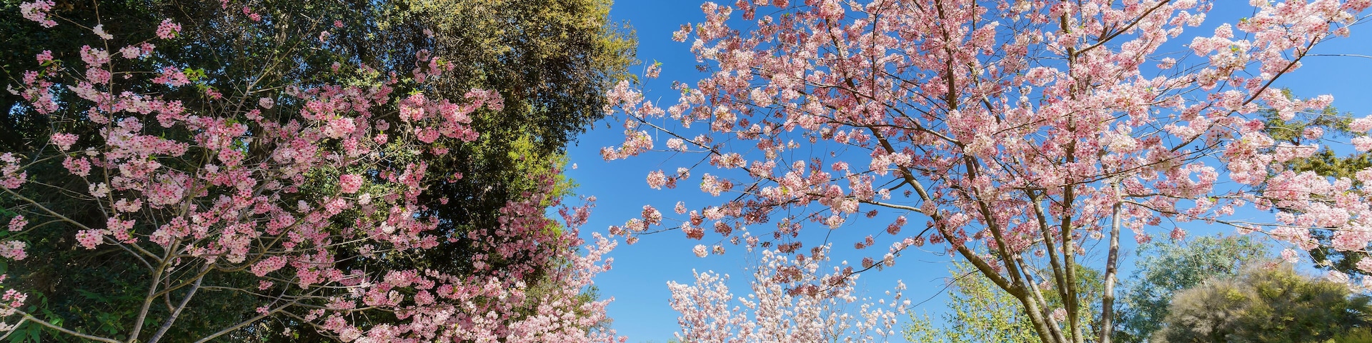Um parque com cerejeiras em flor e um céu azul límpido.