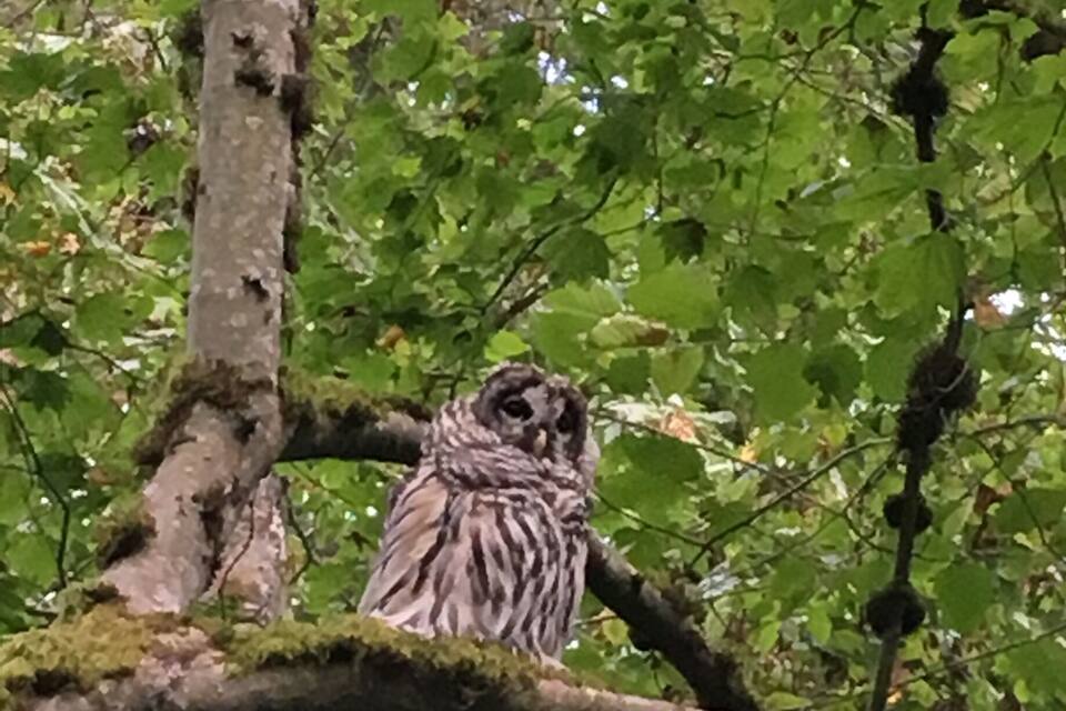 Uma coruja empoleirada num galho de árvore coberto de musgo em uma floresta densa.