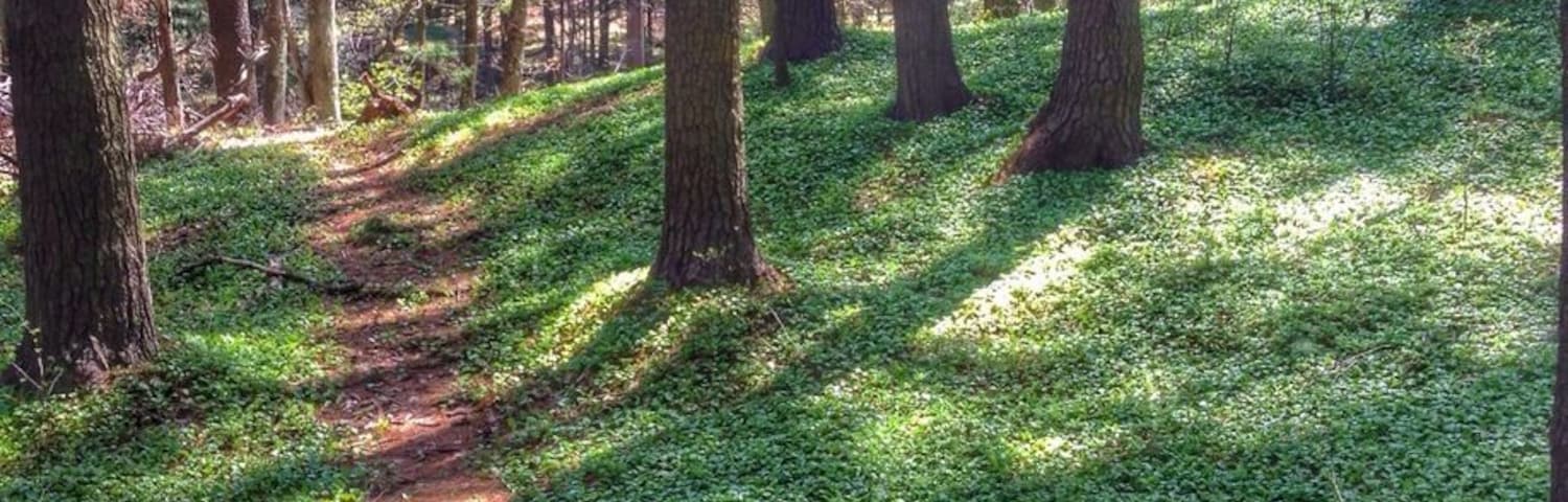 There are loads of dirt paths in Breakheart that cross cross everywhere. One of them even follows along the banks of the river and the spring blossoms are gorgeous.
