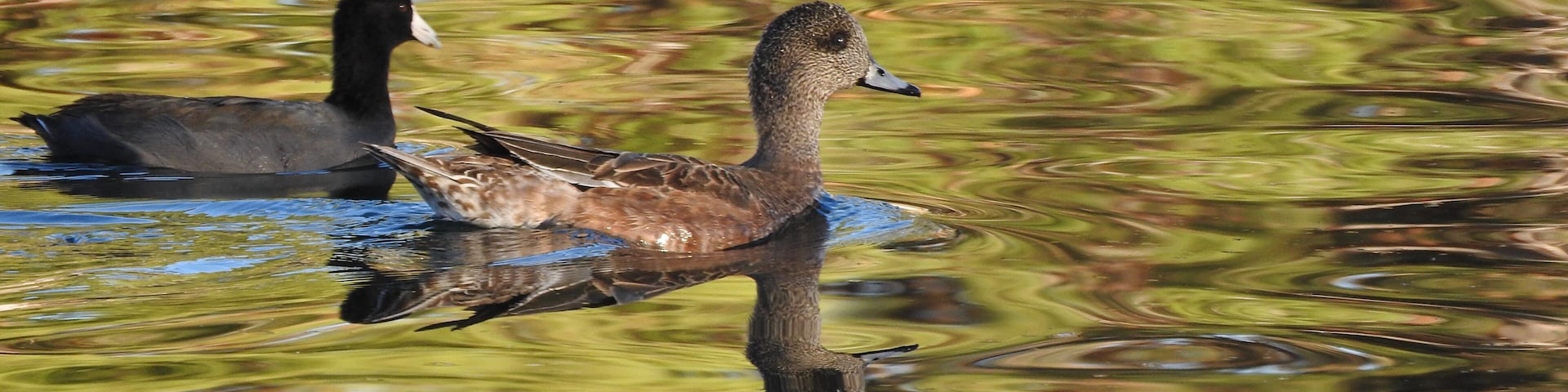 Coot and American Wigeon in an urban lake.
#GreatOutdoors Photo