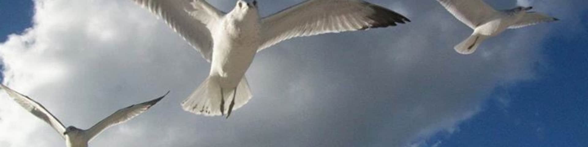 Gulls flying overhead, taking over airways at Veterans Beach.