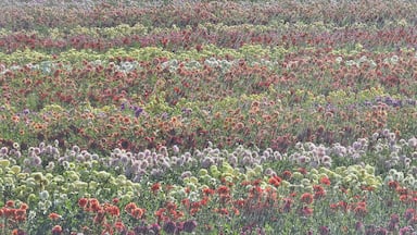 Um campo com diversas flores em várias cores.